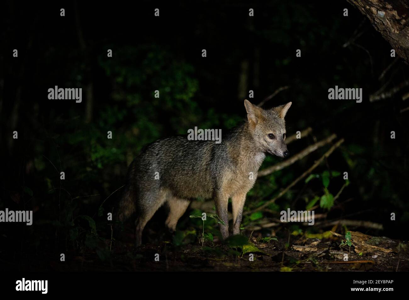 Crab eating fox cerdocyon thous hi-res stock photography and images - Alamy