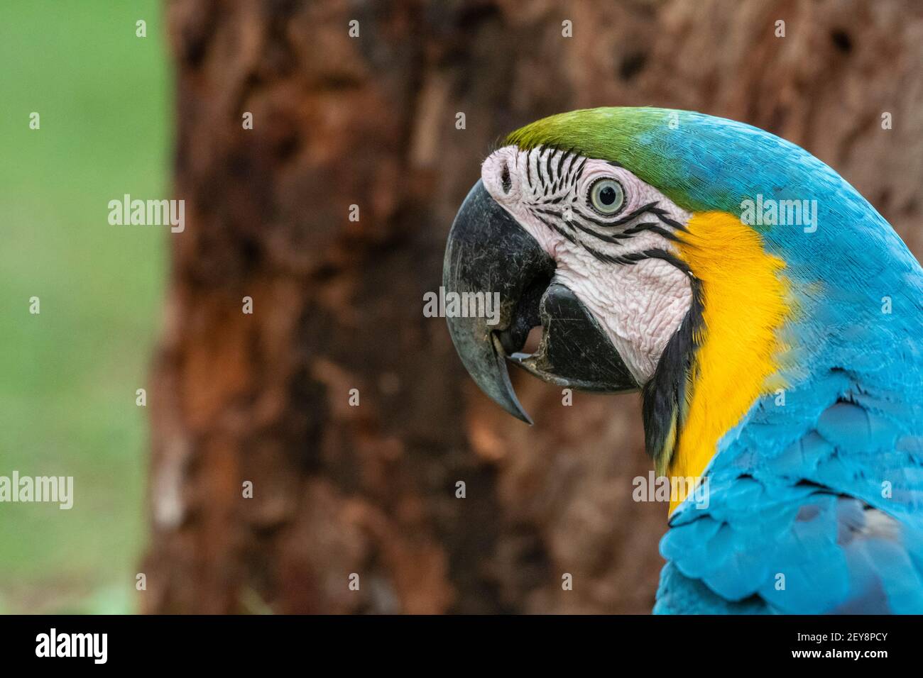 Blue-and-yellow macaw (Ara ararauna), Makaw Sinkhole, Mato Grosso do Sul, Brazil Stock Photo - Alamy