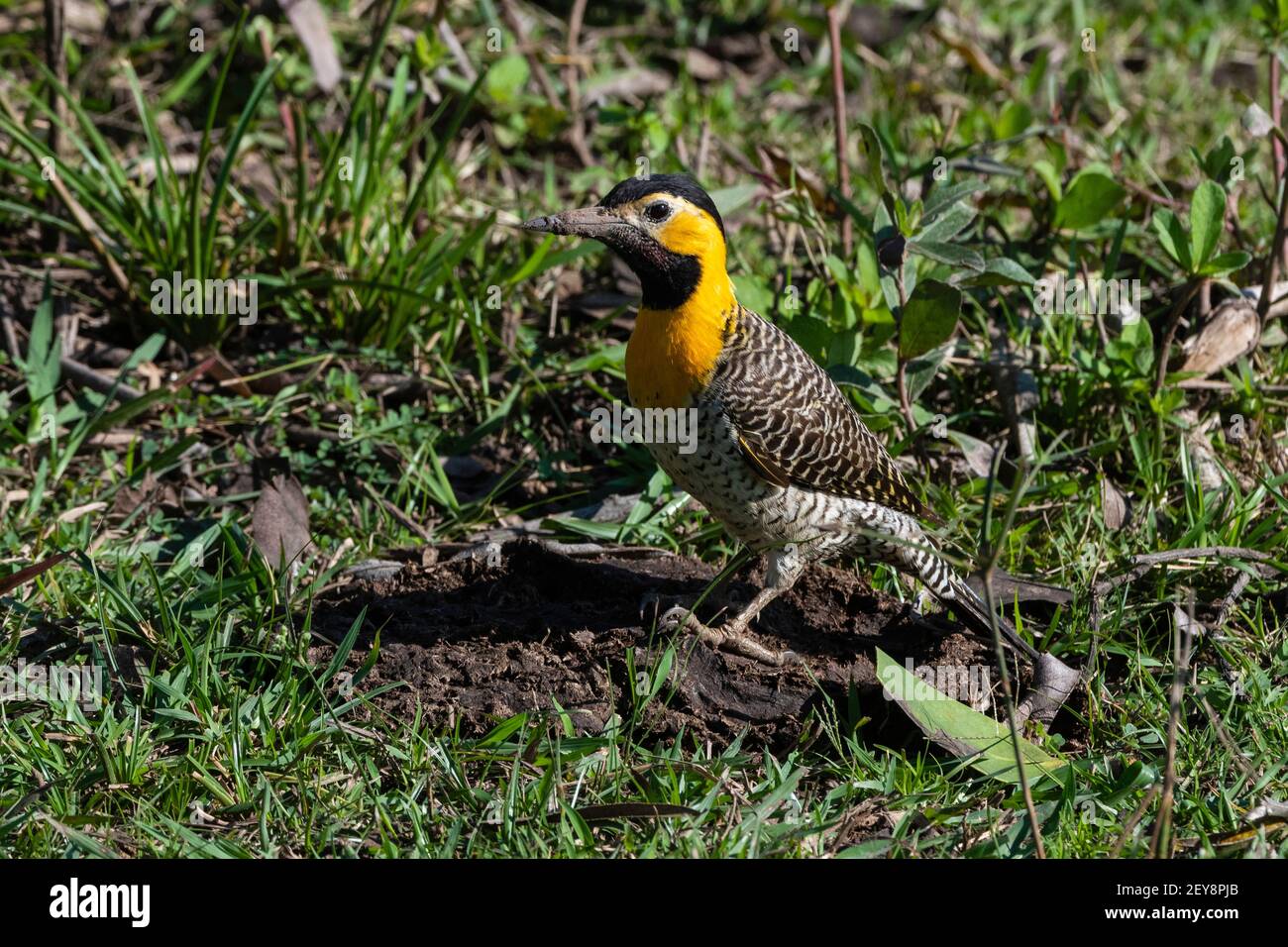 Campo Flicker (Colaptes campestris), female, Pantanal, Mato Grosso do ...