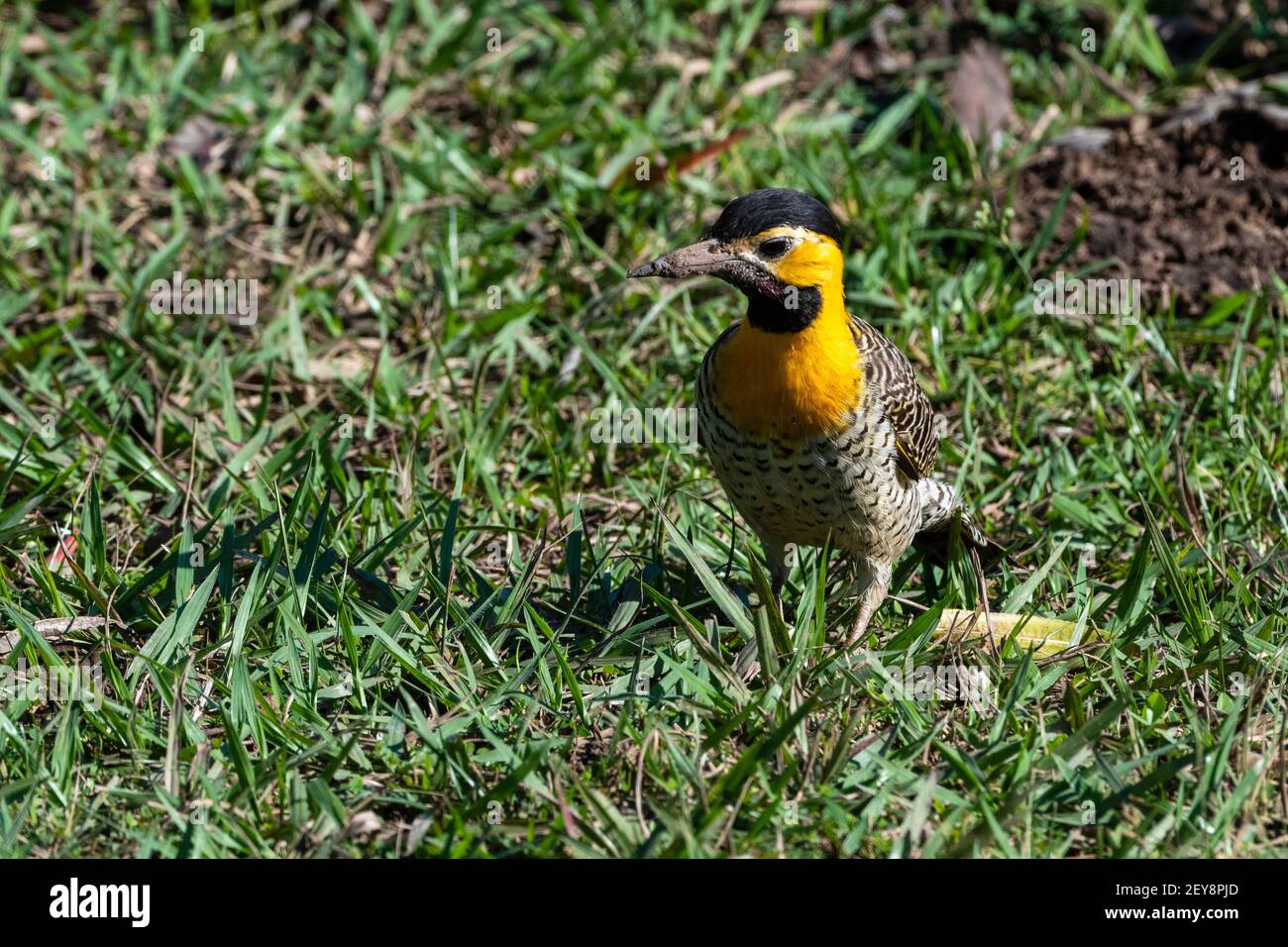 Campo Flicker (Colaptes campestris), female, Pantanal, Mato Grosso do ...