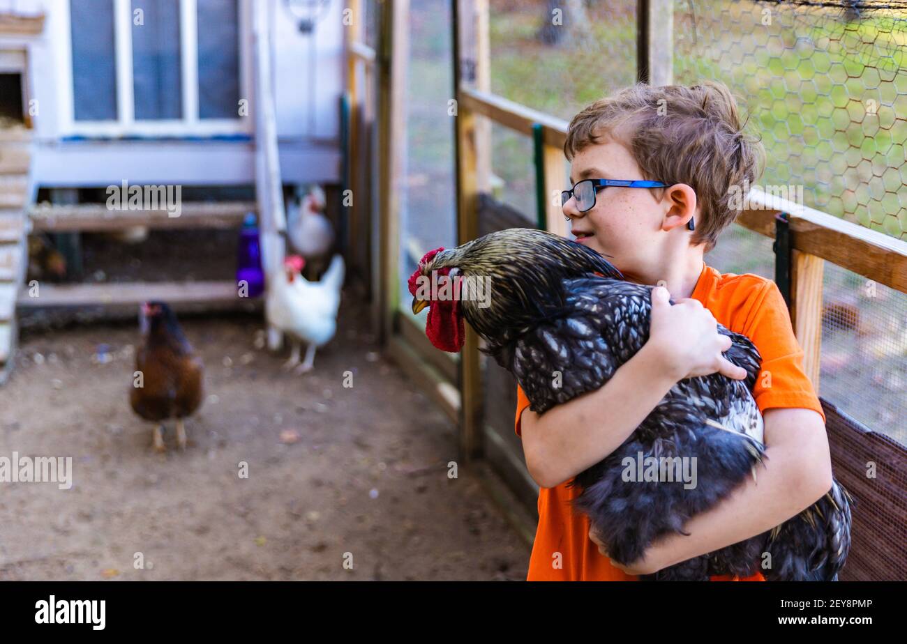 Yound boy holding pet rooster in backyard coop Stock Photo - Alamy