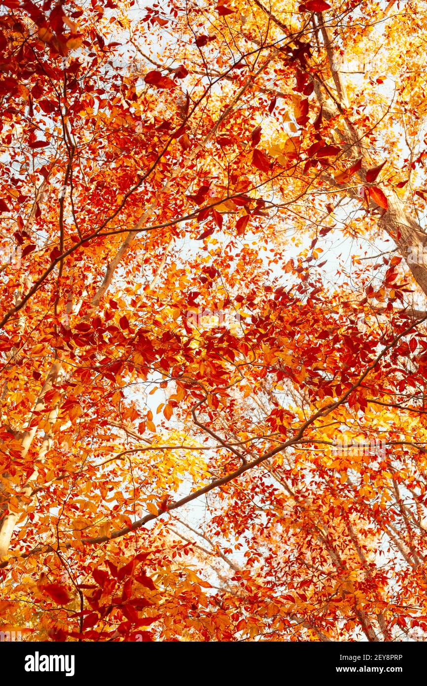 Tree Forest Golden color in Autumn Stock Photo - Alamy