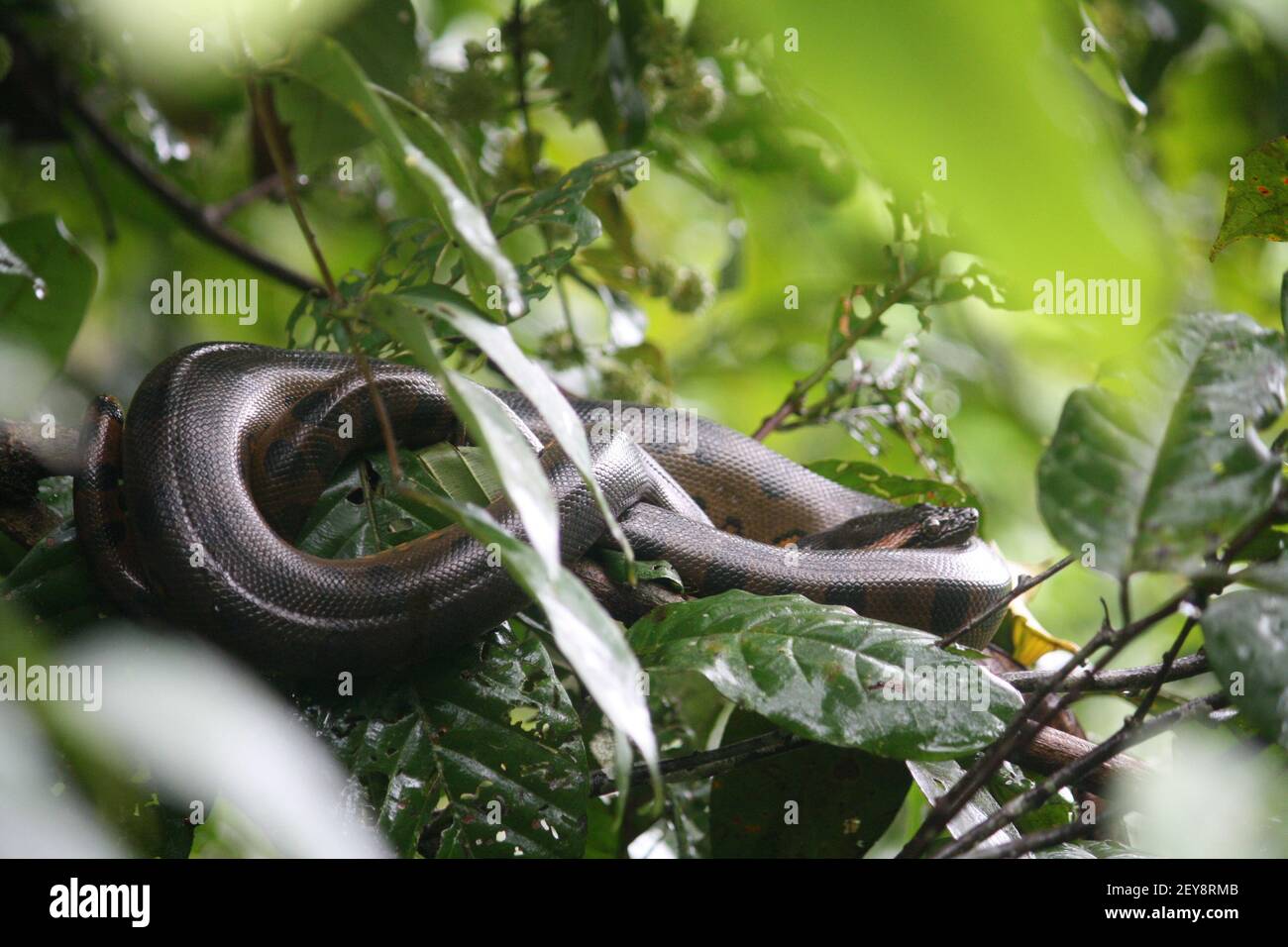 Baby anaconda napping in rainforest Cuyabeno Ecuador Stock Photo - Alamy