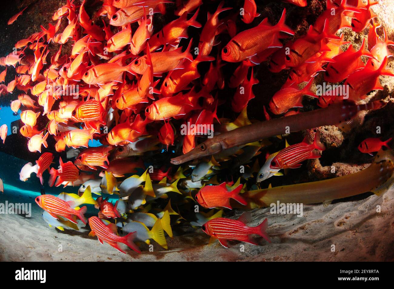Red trumpet fish hi-res stock photography and images - Alamy