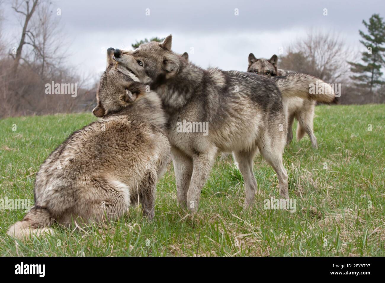 Wolf Interaction Face Greeting Stock Photo - Alamy