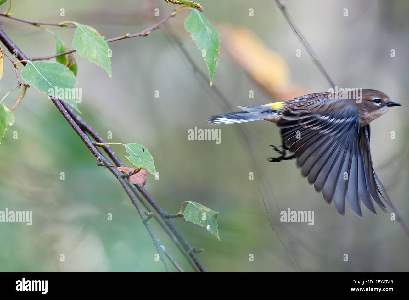 Yellow rumped warbler flying hi-res stock photography and images - Alamy
