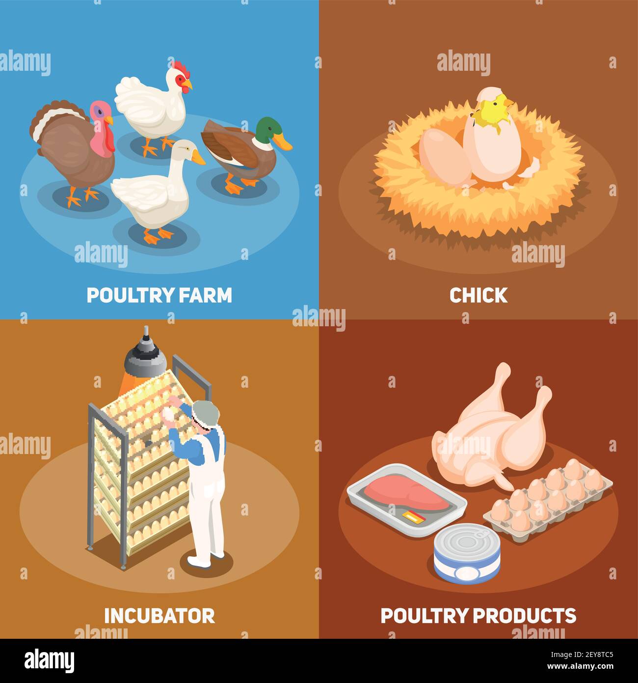 Poultry 2x2 design concept set of chick in nest poultry farm incubator ...