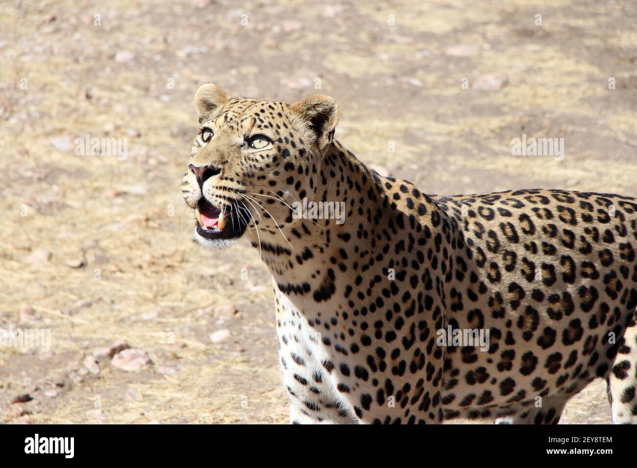 Hot summer day with a closeup of a leopard on a Lodge close to Windhoek ...