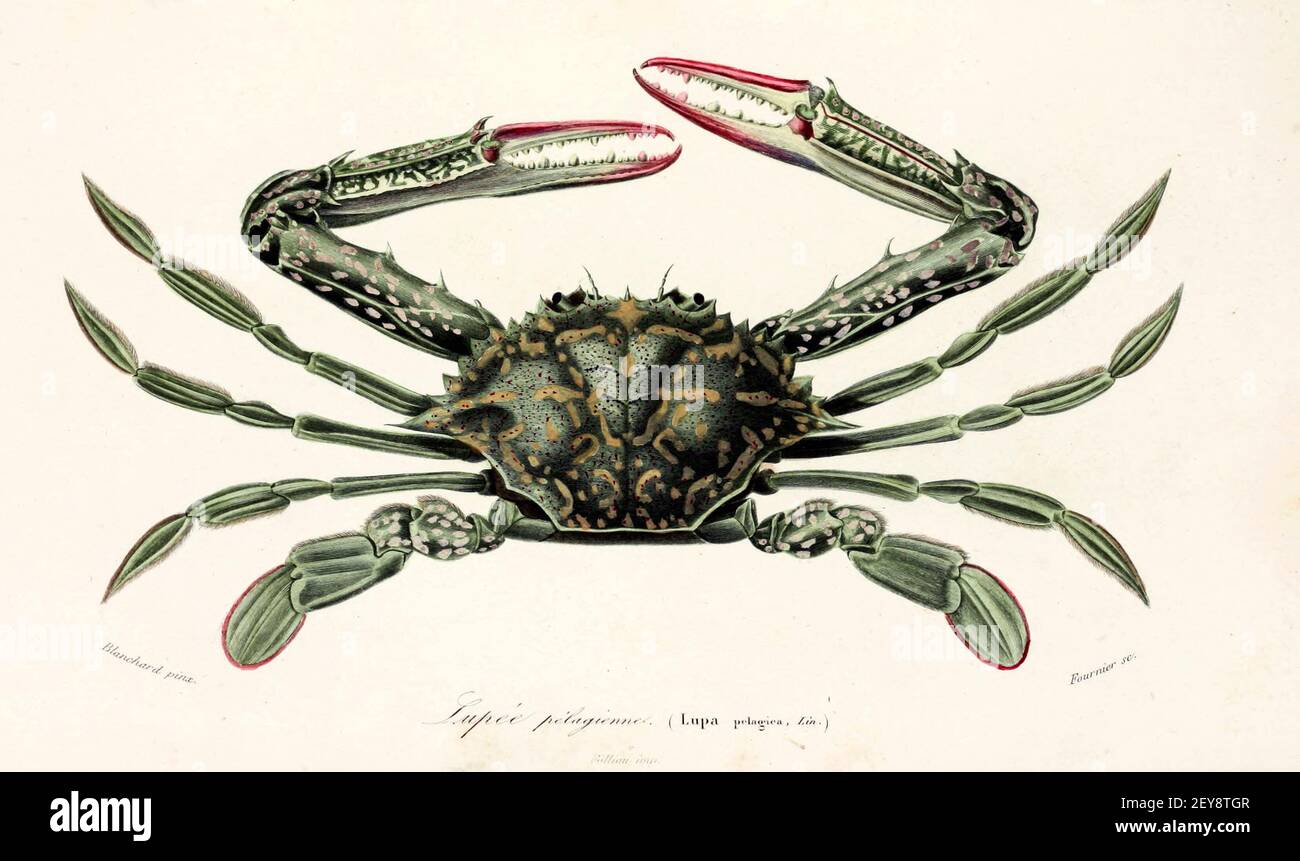 Lupa Pelagica - Green Swimming Crab Stock Photo - Alamy