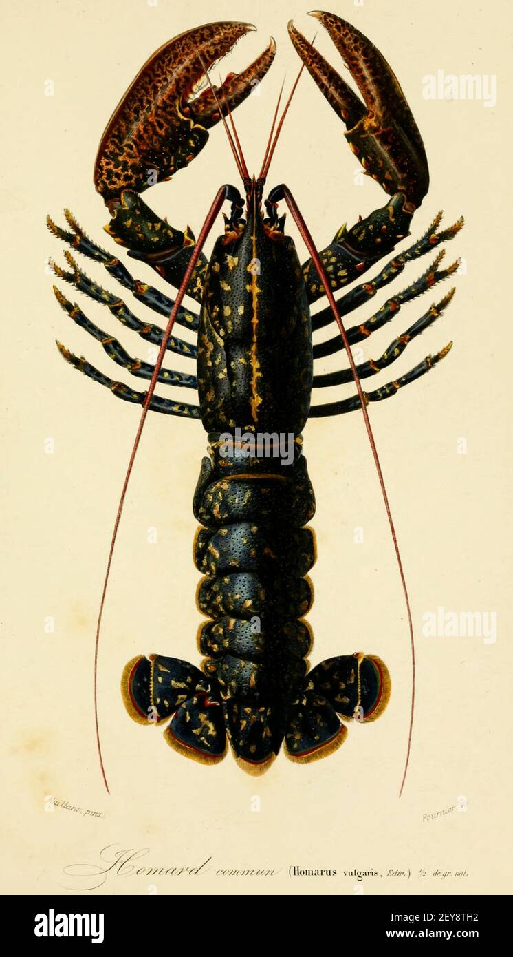 Homarus vulgaris - European Lobster Stock Photo - Alamy
