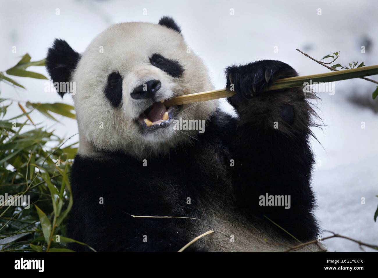 Gao Gao the panda at the San Diego Zoo in a 2013 file image. The eldest ...