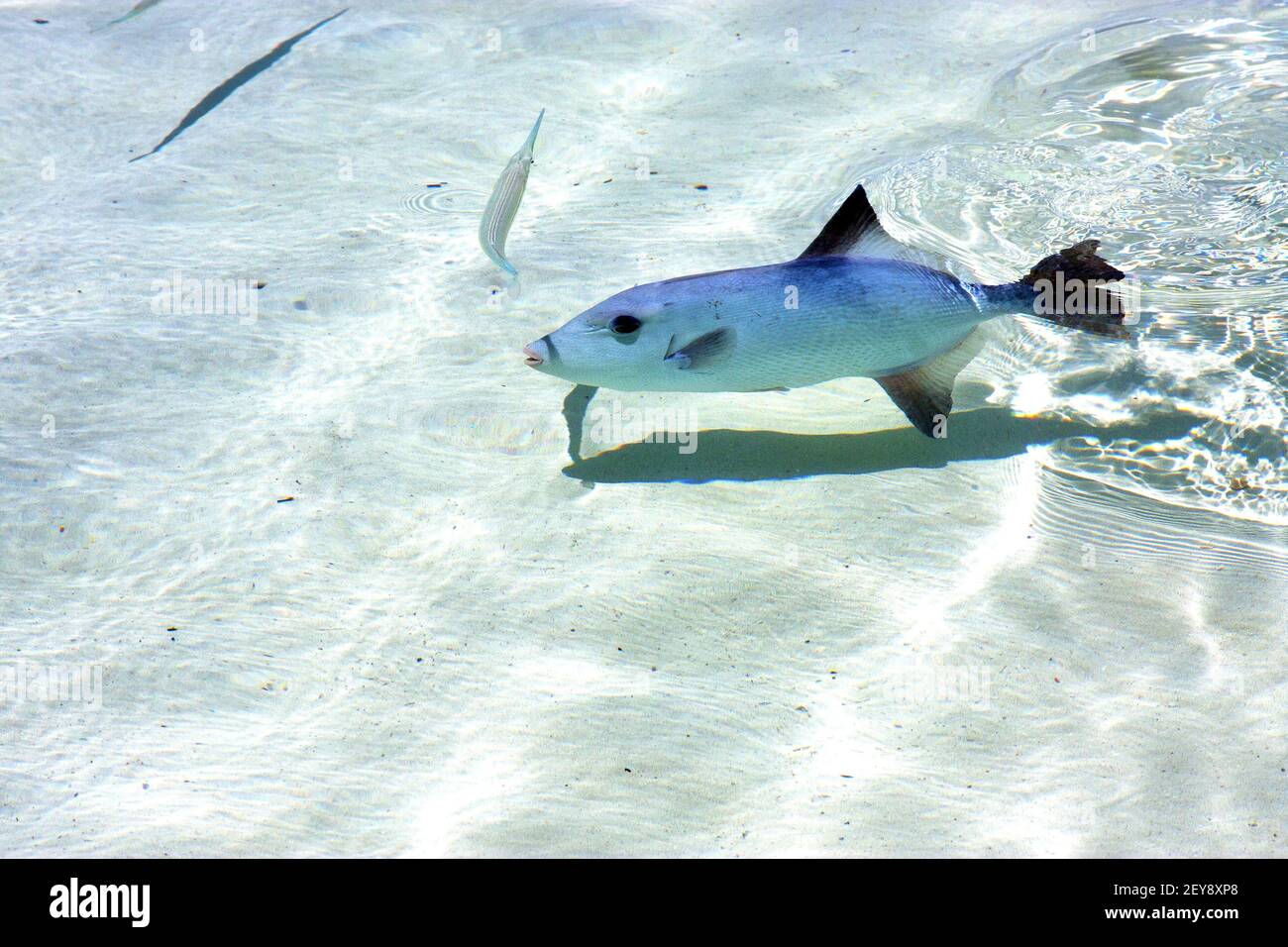 Fish isla contoy in mexico Stock Photo - Alamy