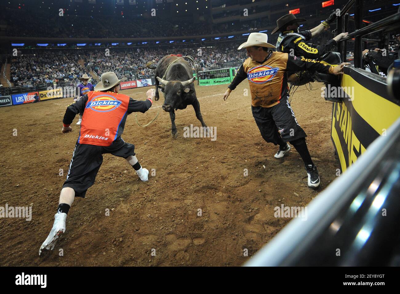 07 JANUARY 2013 - New York - A rodeo clown distracts a bull after it's ...