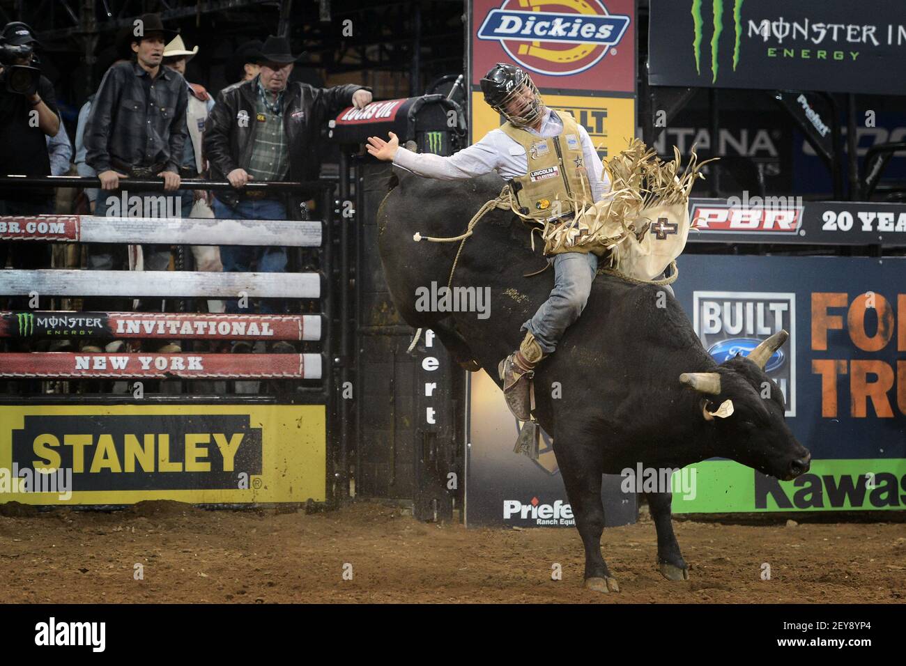 Bull lizard hi-res stock photography and images - Alamy