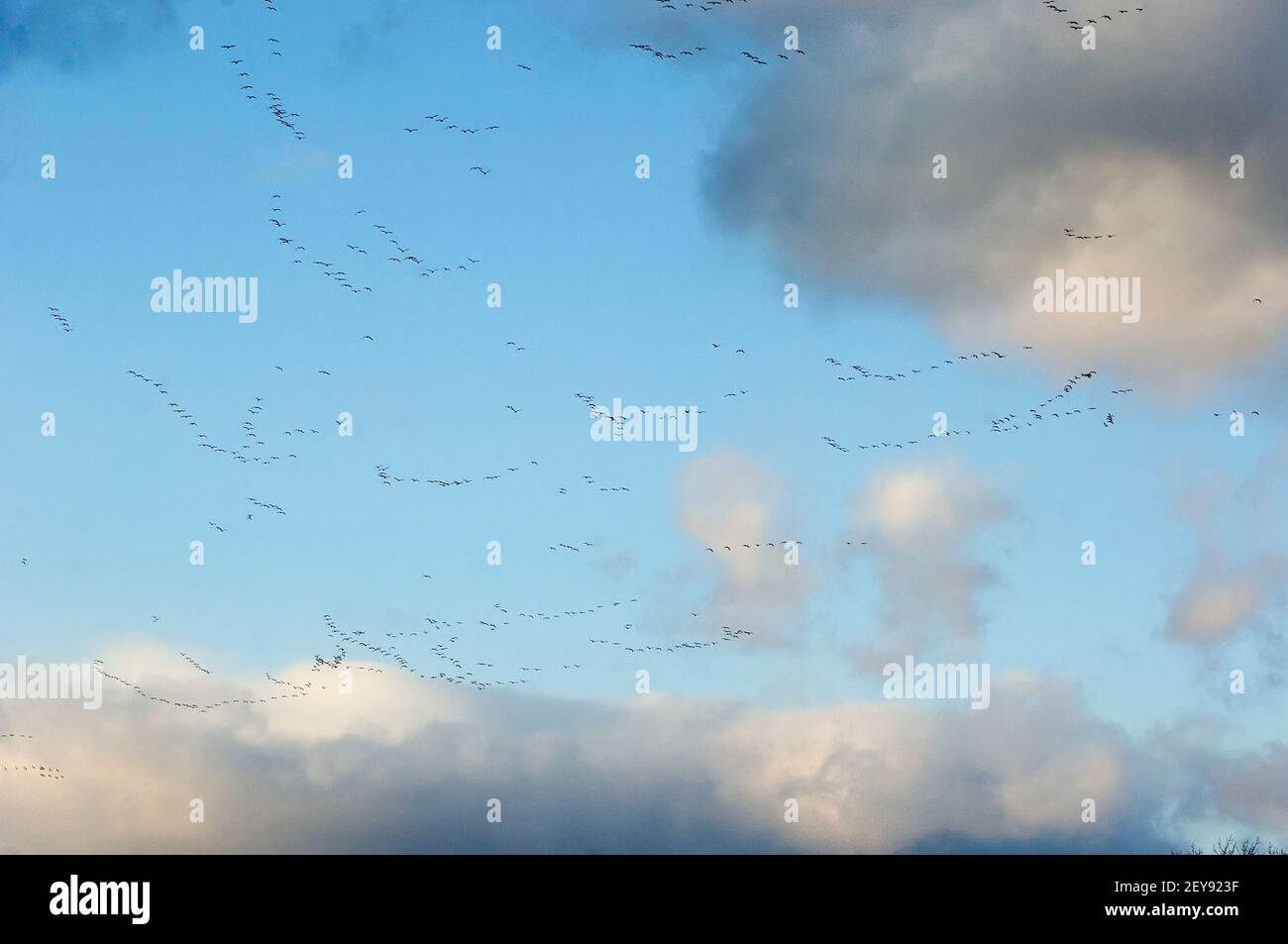 Skein of geese in flight hi-res stock photography and images - Alamy