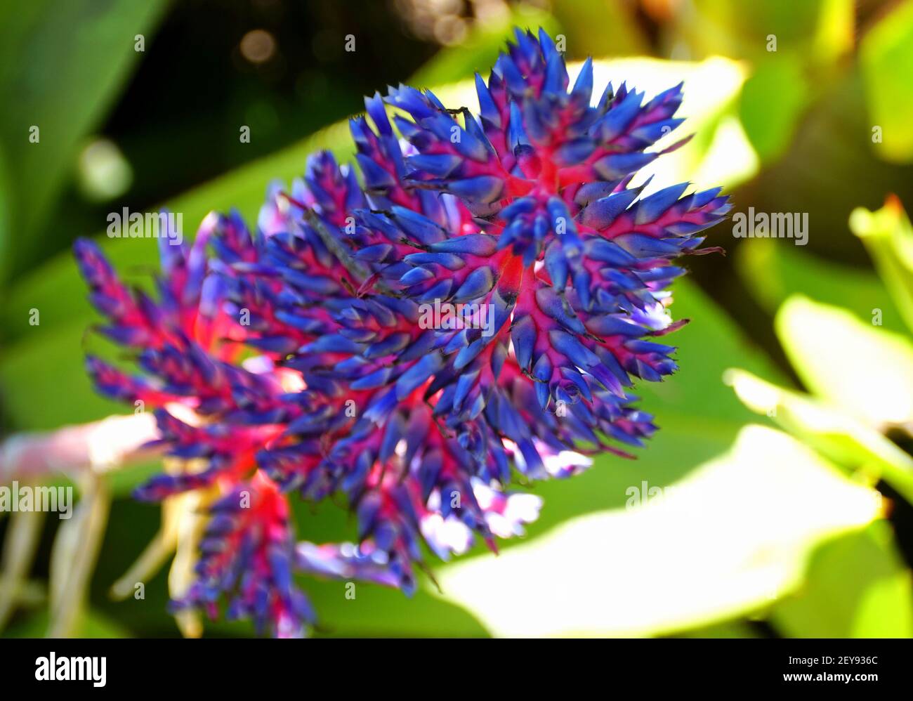 Beautiful cluster of blue and pink color of bromeliad flowers Stock ...
