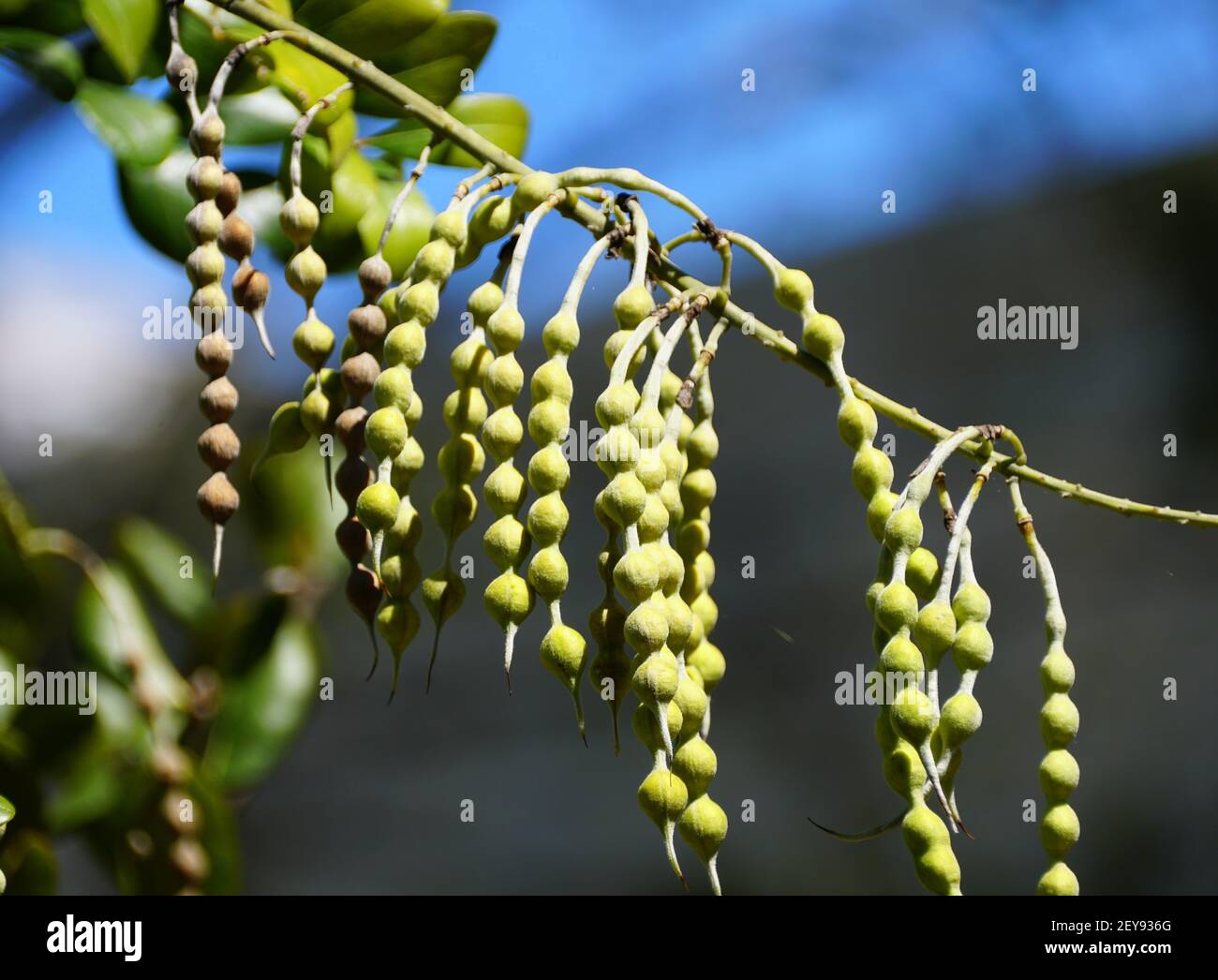 Necklacepod hi-res stock photography and images - Alamy