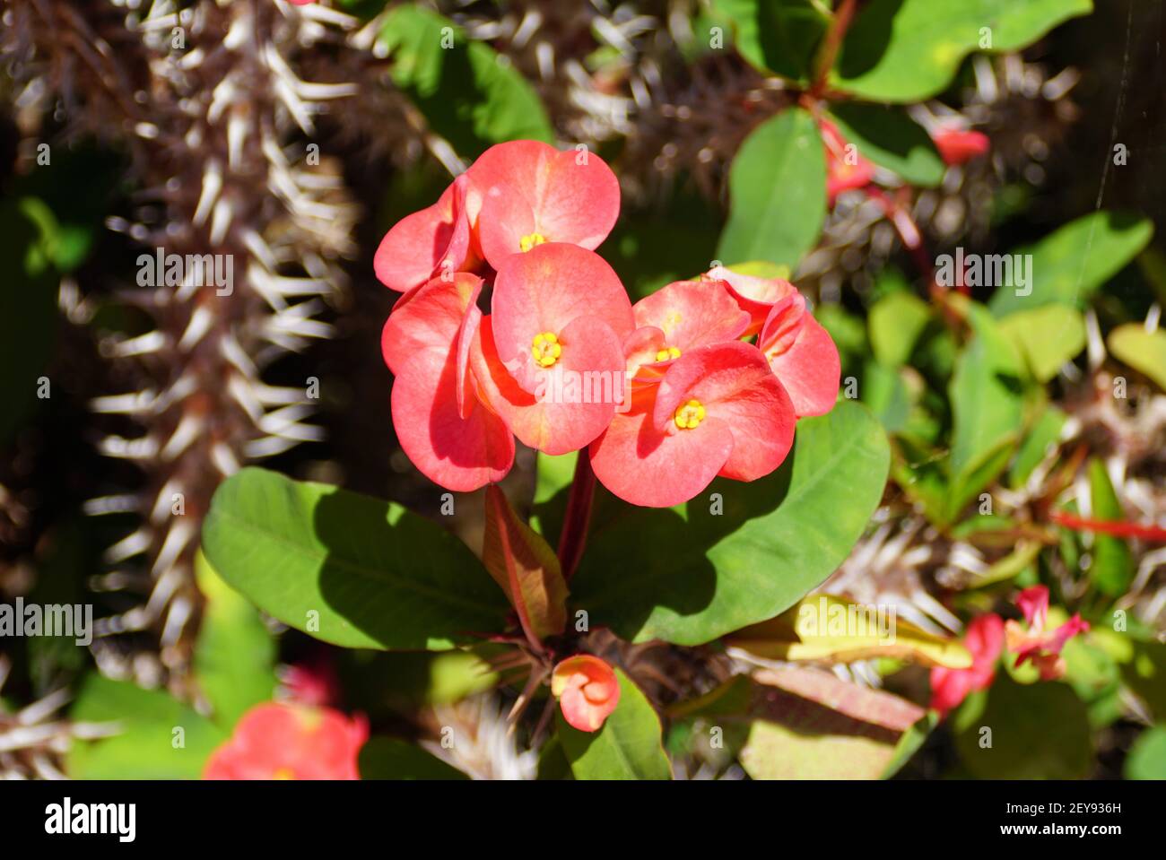 Flowers With Thorns Names And Pictures