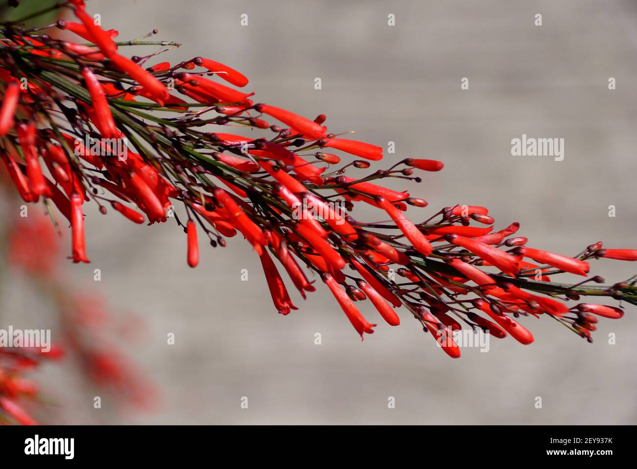 Red firecracker hi-res stock photography and images - Alamy