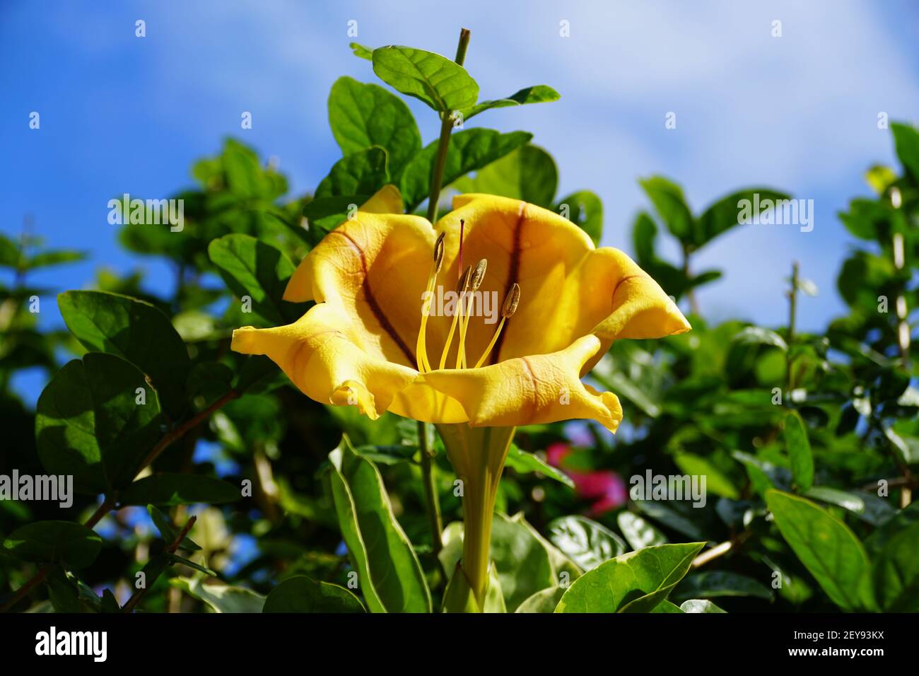 Chalice vine flower hi-res stock photography and images - Alamy