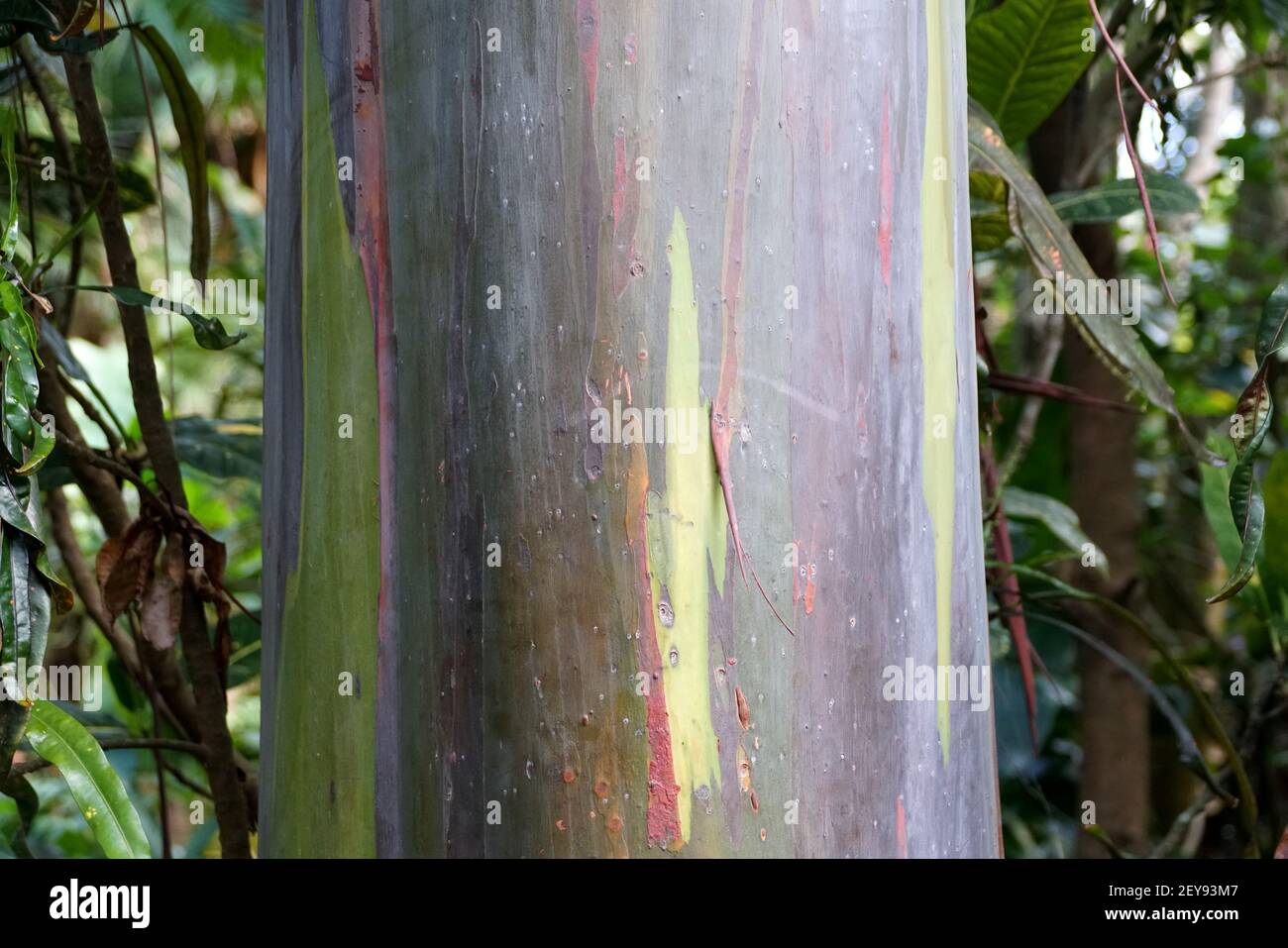 The colorful trunk of Rainbow Eucalyptus tree, originally from ...