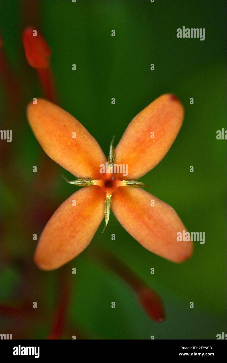 Flower in bahamas background hi-res stock photography and images - Alamy