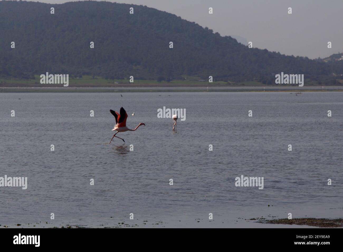 Flamingos Fed In The Wetland in bodrum turkey Stock Photo - Alamy