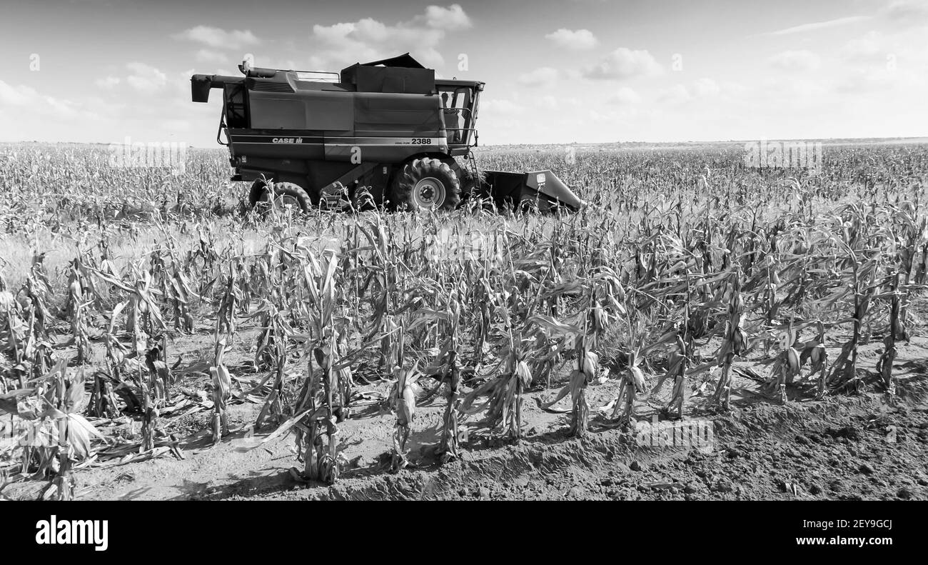 Maize farm south africa hi-res stock photography and images - Alamy
