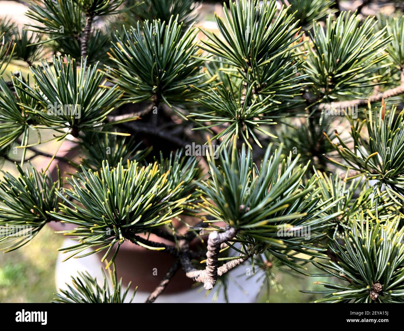 A selective focus shot of pinus needles Stock Photo - Alamy