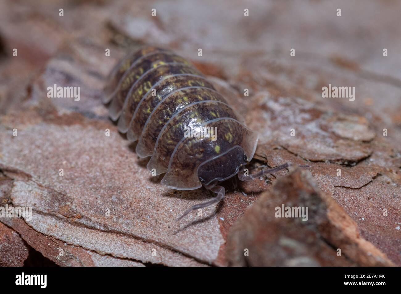 A macro shot of Roly-poly (Armadillidium Vulgare) terrestrial isopod on ...