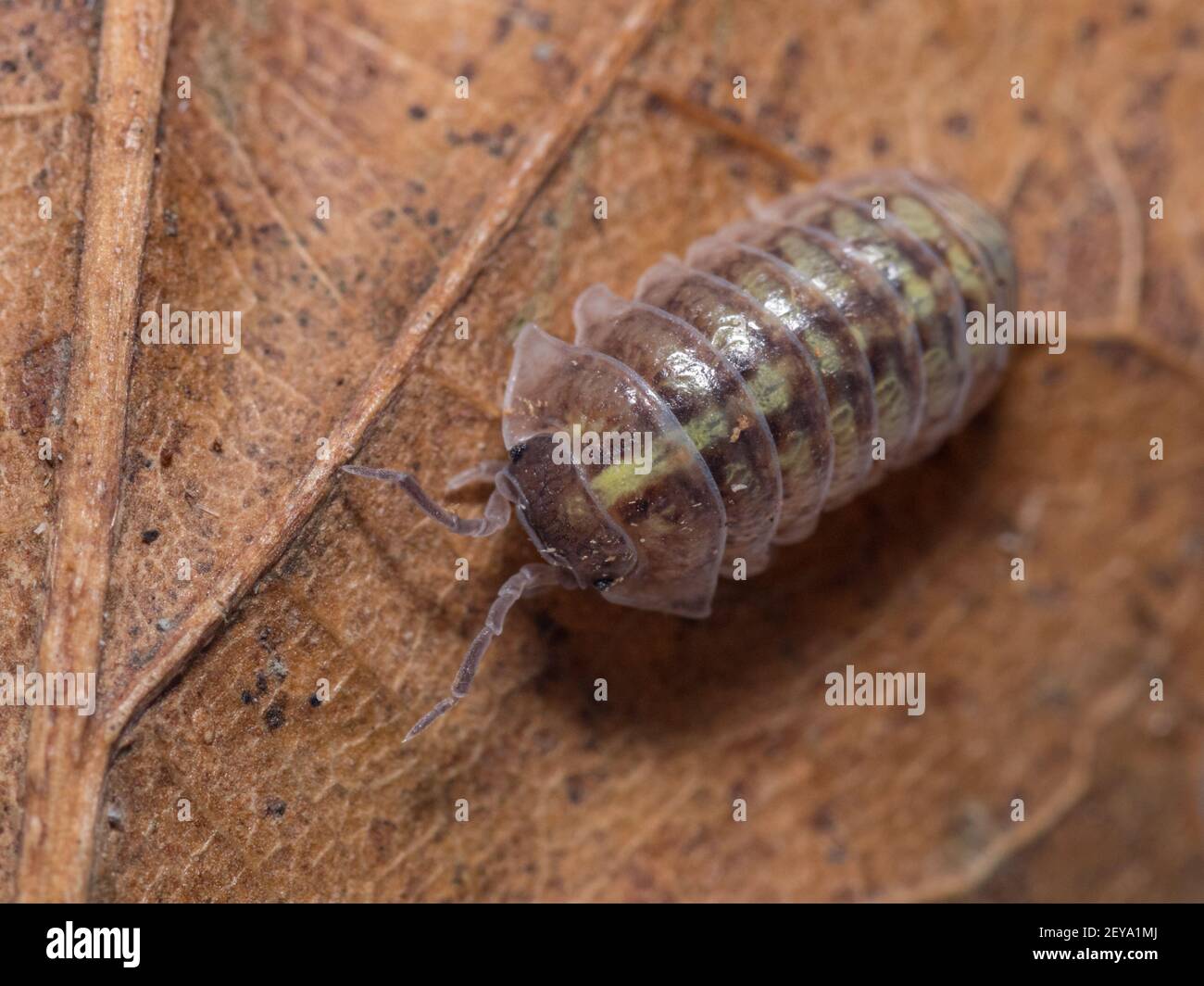 Roly poly bug hi-res stock photography and images - Alamy