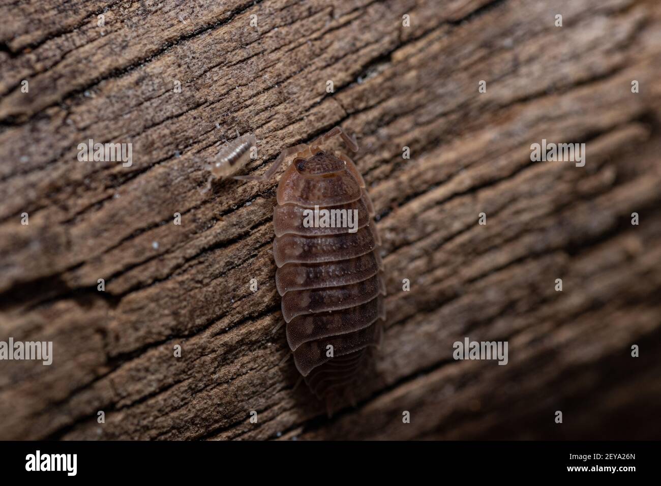 A macro shot of Roly-poly (Armadillidium Vulgare) terrestrial isopod ...