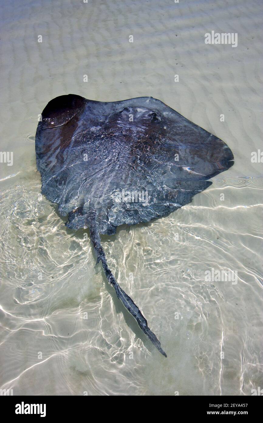 Breed fish in the blue lagoon relax of sian kaan Stock Photo - Alamy