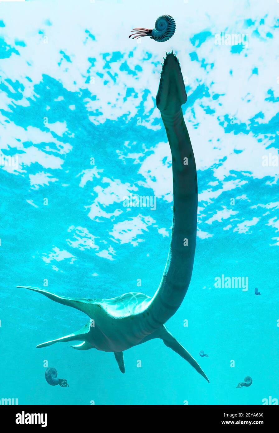 Plesiosaurus hi-res stock photography and images - Alamy