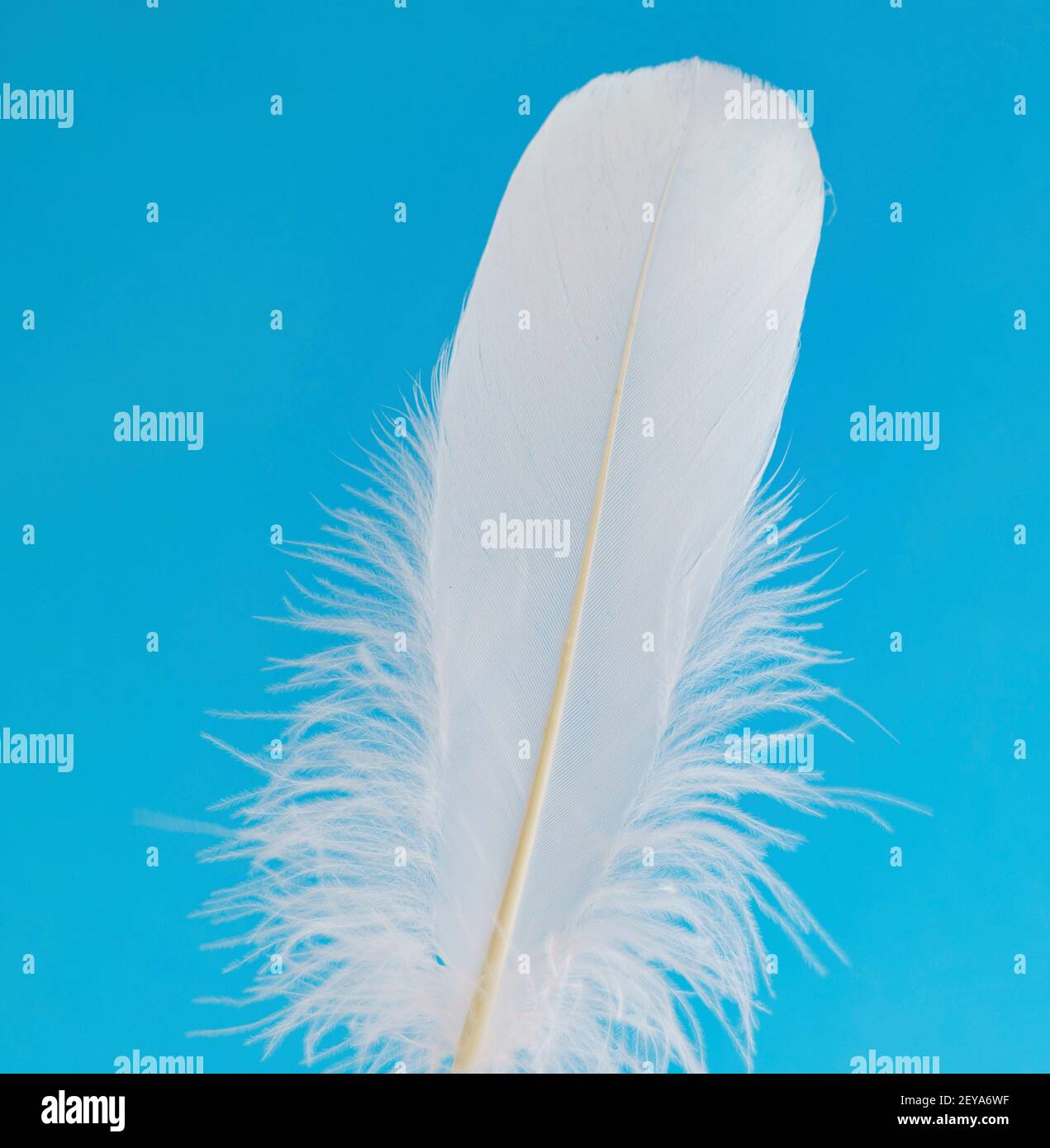 Feather fowl hi-res stock photography and images - Alamy