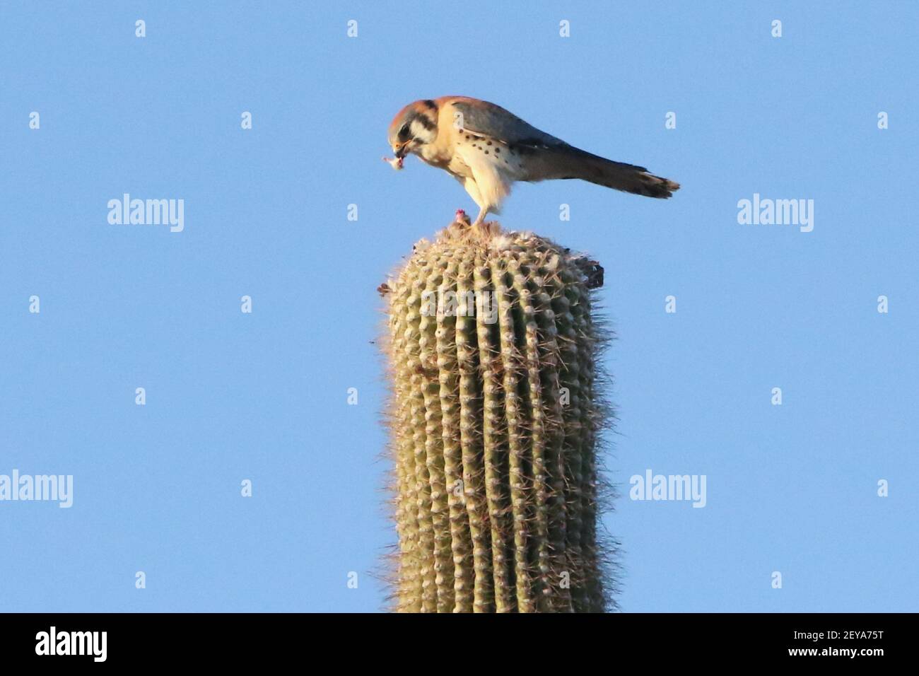 American kestrel, mouse hi-res stock photography and images - Alamy