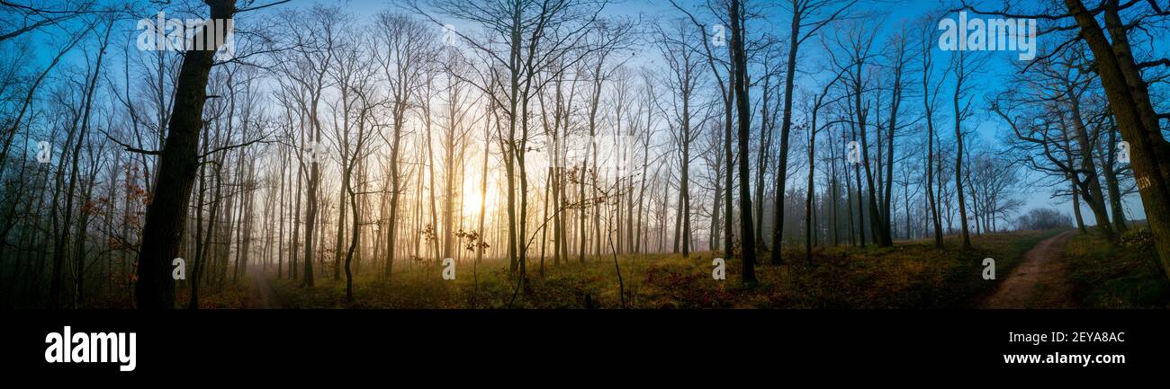 Cold rain forest hi-res stock photography and images - Alamy
