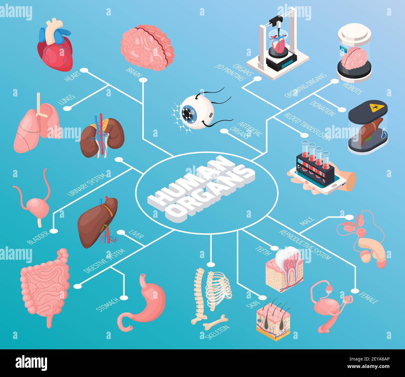 Human organs isometric flowchart demonstrated male and female internal ...