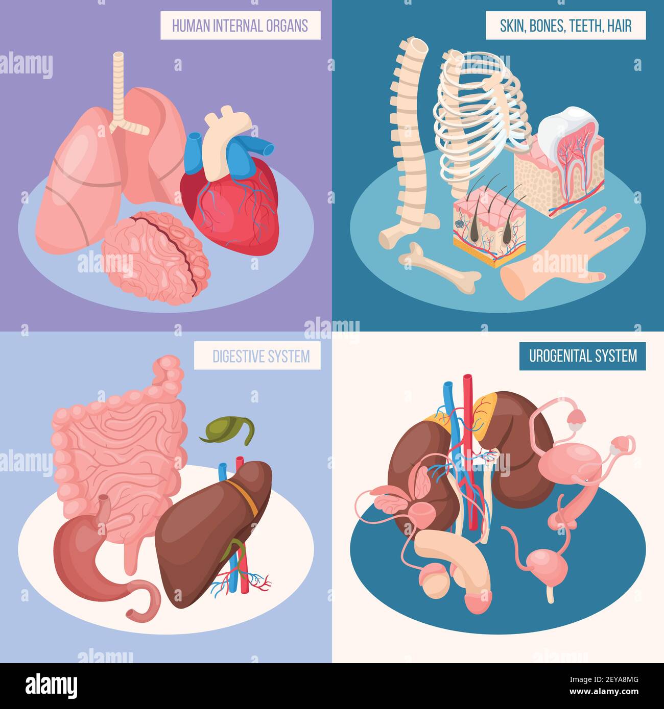 Human organs 2x2 design concept set of digestive and urogenital systems ...