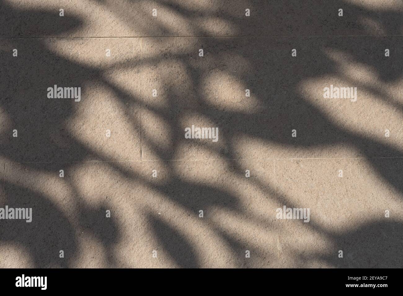 tree shadow on the ground Stock Photo - Alamy