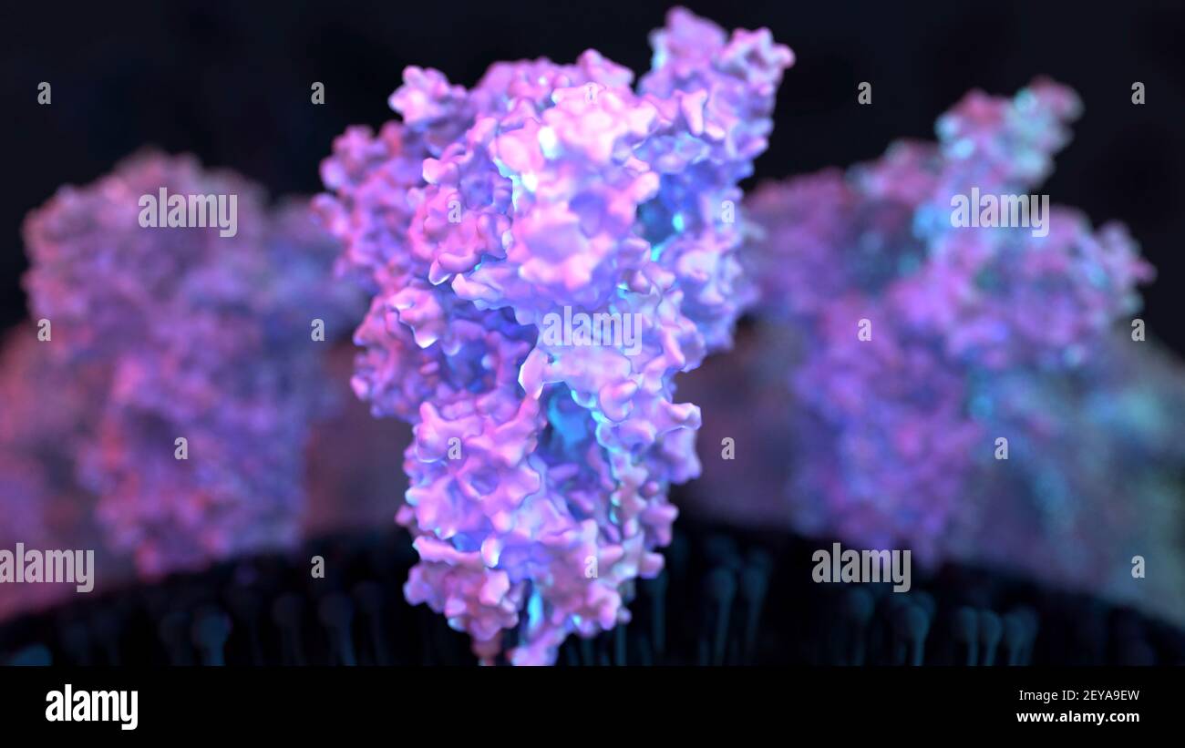 Covid-19 coronavirus spike proteins, illustration Stock Photo - Alamy