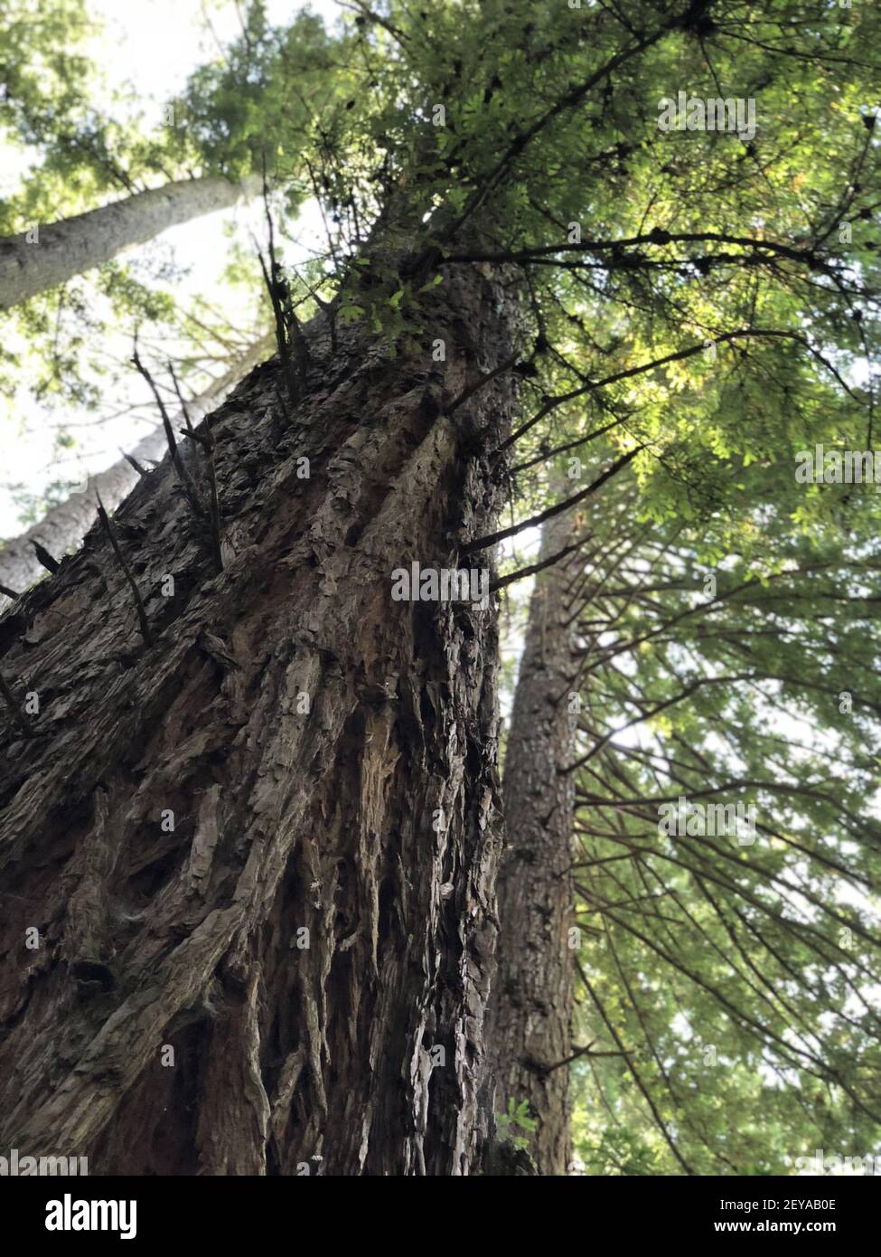 A low angle shot of a tree with small branches without leaves and green ...
