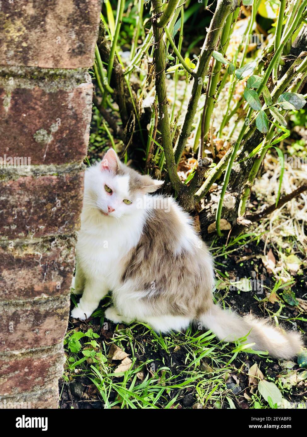 Cat hiding behind wall hi-res stock photography and images - Alamy