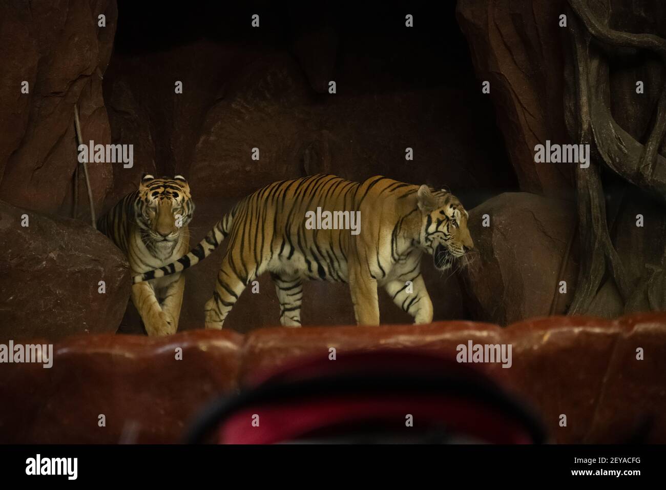 two tigers walking horizontal composition Stock Photo - Alamy