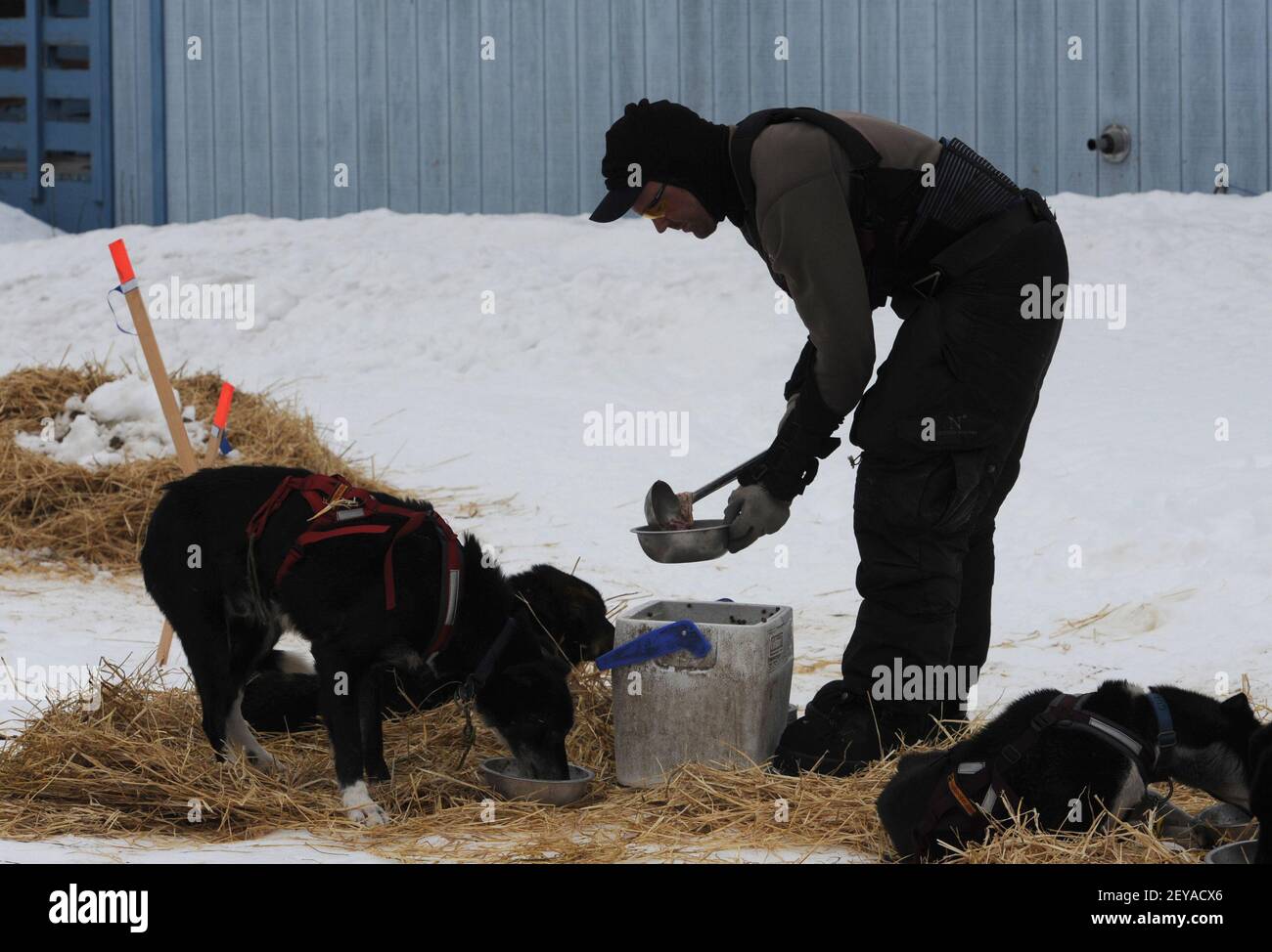 Iditarod musher Ken Anderson feeds his sled dogs at the checkpoint in ...