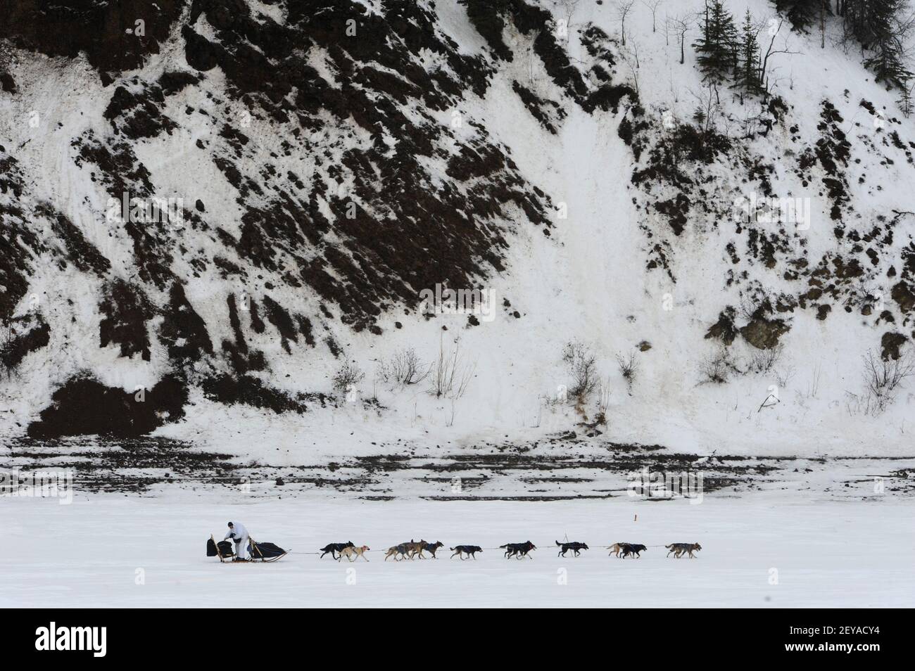 Four-time Iditarod champion Martin Buser drives his dog team up the ...