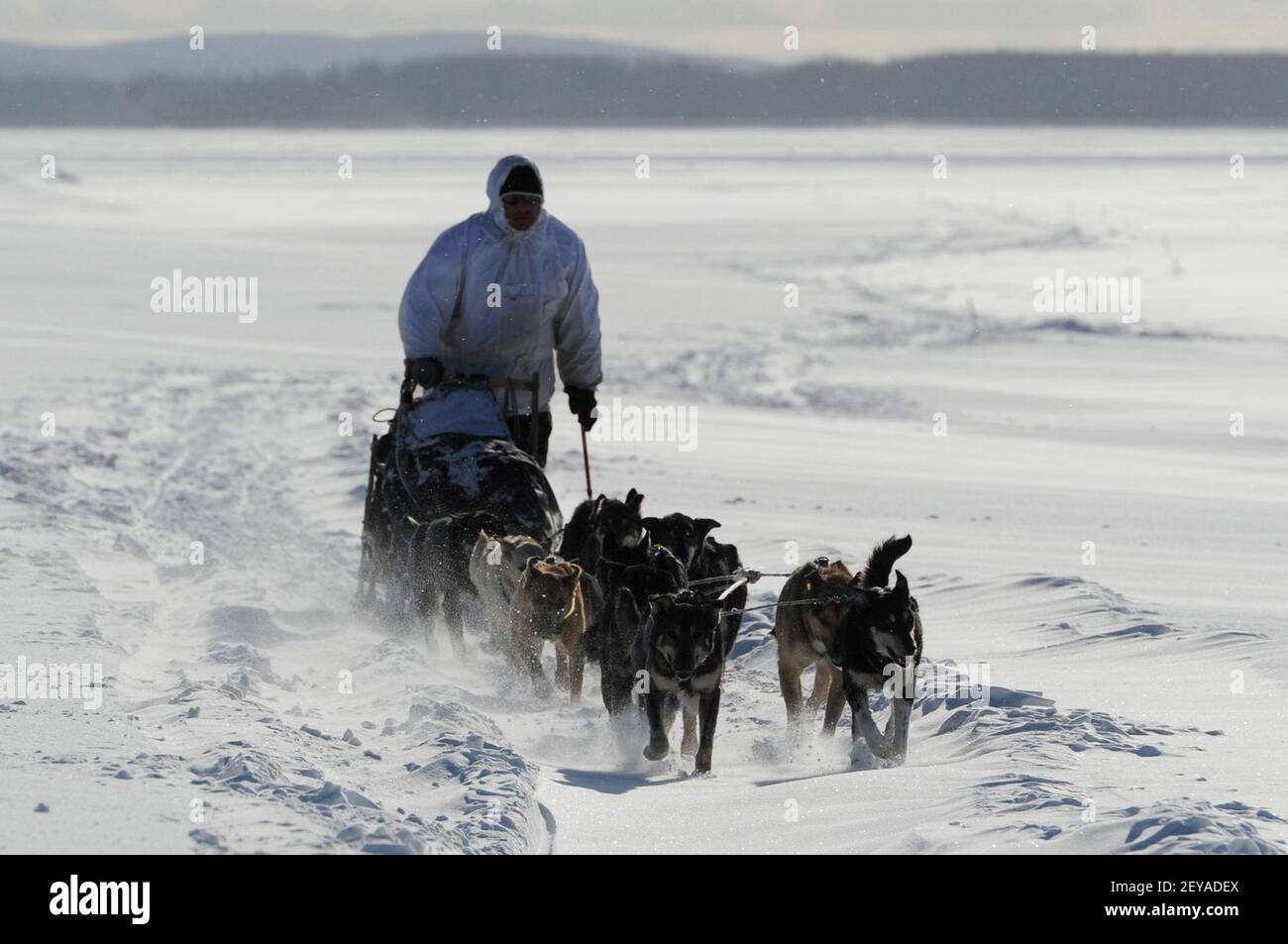 Four-time Iditarod champion Martin Buser drives his dog team up the ...