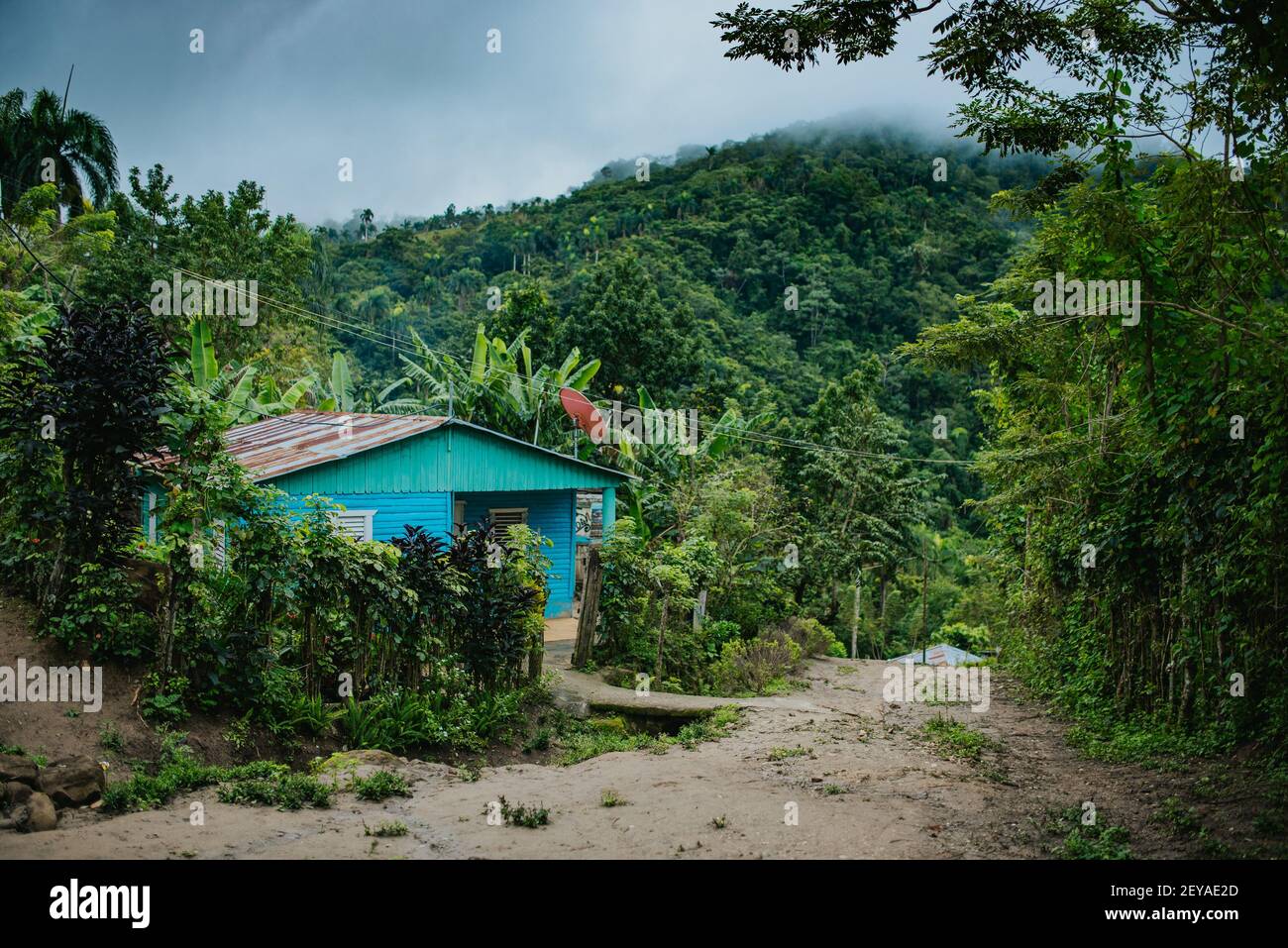 A small blue cabin in a forest covered in greenery and fog under a ...
