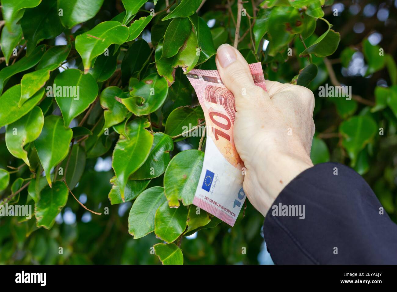 Euros note and growing plant hi-res stock photography and images - Alamy