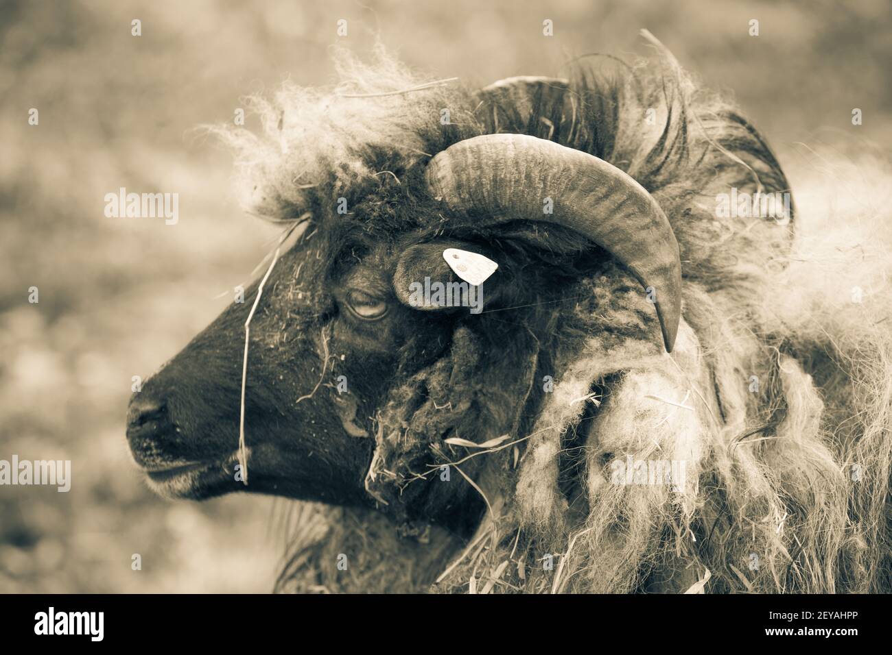 A grayscale shot of a ram with big horns on the farm Stock Photo - Alamy